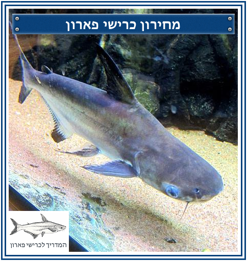 Paroon Sharks Price List | Paroon Sharks Guide