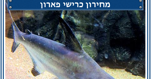 Paroon Sharks Price List | Paroon Sharks Guide