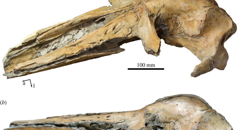 New Peruvian whale fossil discovery sheds light on whale lineages