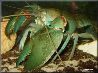 กุ้งเครย์ฟิช Cherax rotundus