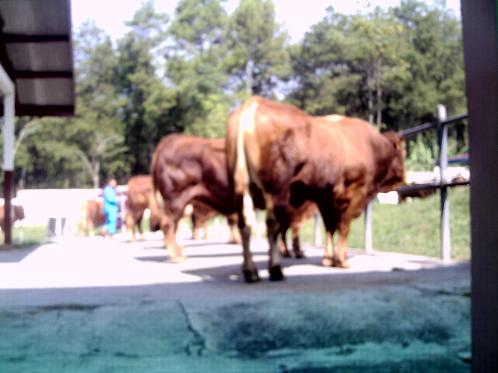 A n a k K a n d a n g: Proses Produksi Semen Beku BBIB singosari