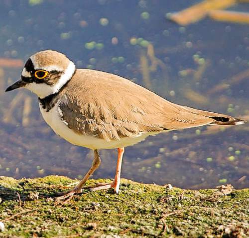 Little ringed plover photos | Birds of India | Bird World