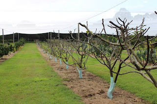 Daleys Fruit Tree Blog: John Picone's Orchard - Perhaps Best Home ...