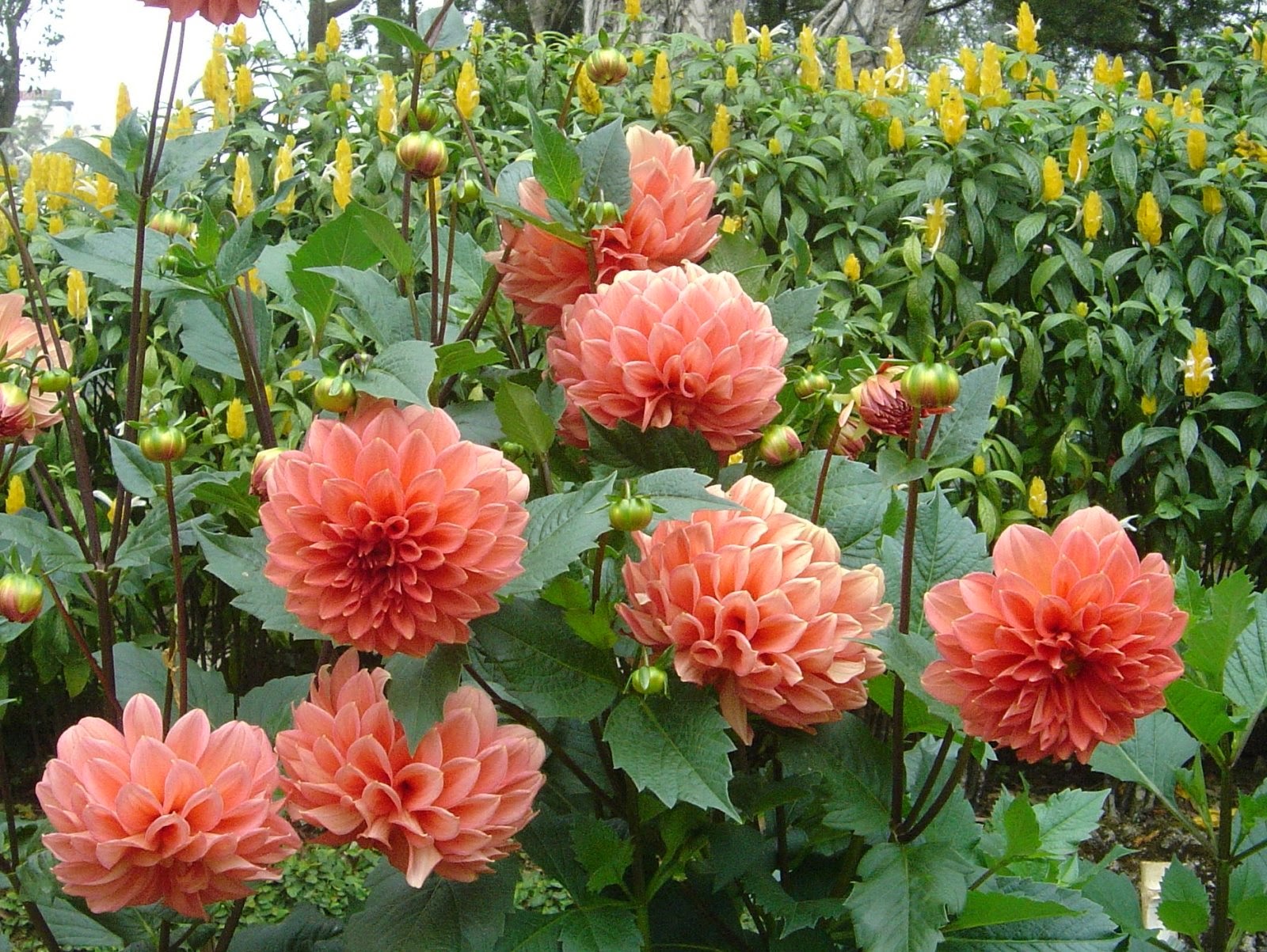 Koleksi Tanaman Hias: Bunga Dahlia ( Dahlia Asteraceae )