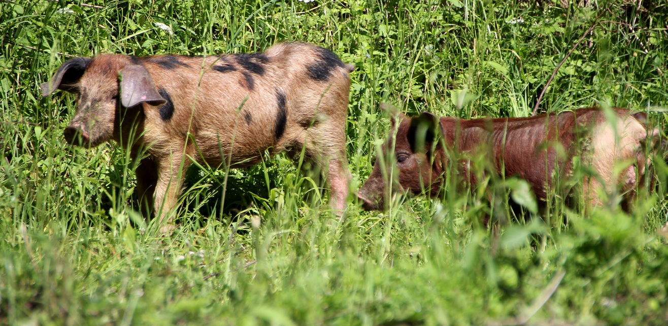 Putovanja, planinarenje i skijanje (Traveling, mountaineering and ...
