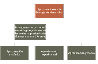 Bases moleculares del desarrollo embrionario, principios del desarrollo ...