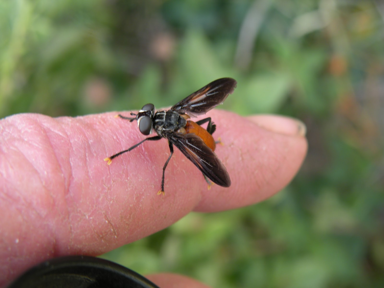World Peace Wetland Prairie: Coming winter makes protecting wild ...