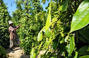 Bila Aceh Utara Hijau dengan Perkebunan Lada - XP Teknologi | Bahas ...