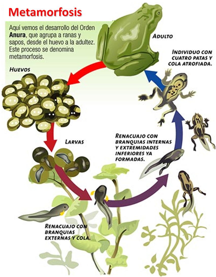 Anfibios ~ Con-CIENCIA