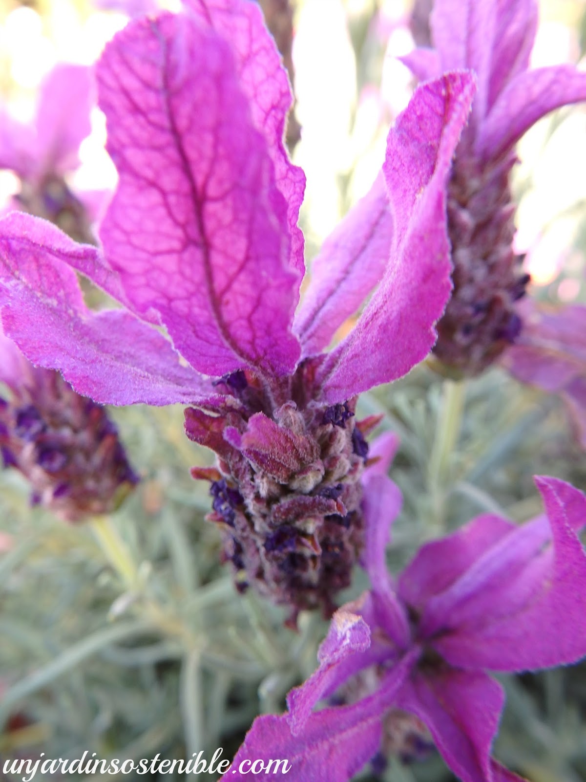 Lavandula Officinalis (Lavanda)
