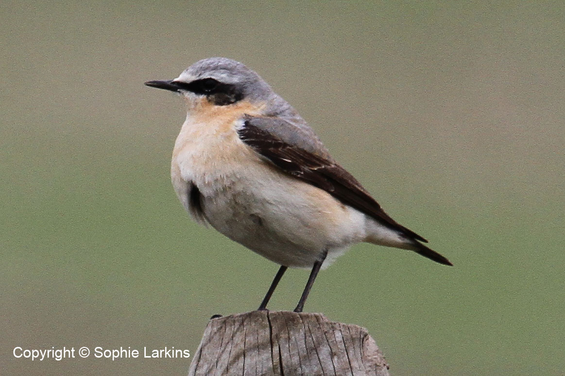 Greenham Birding: Wheatear on Bury Down, West Berkshire