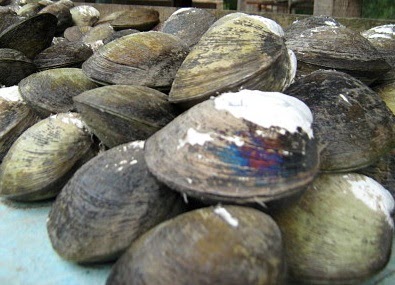 Anim Agro Technology: LOKAN