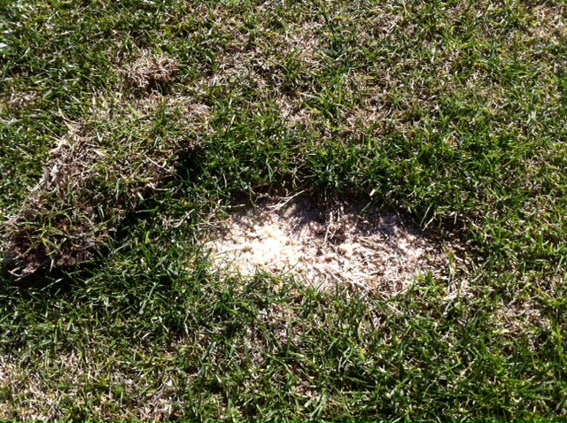 Honours Golf Blog and News: Repairing Divots on a Golf Course