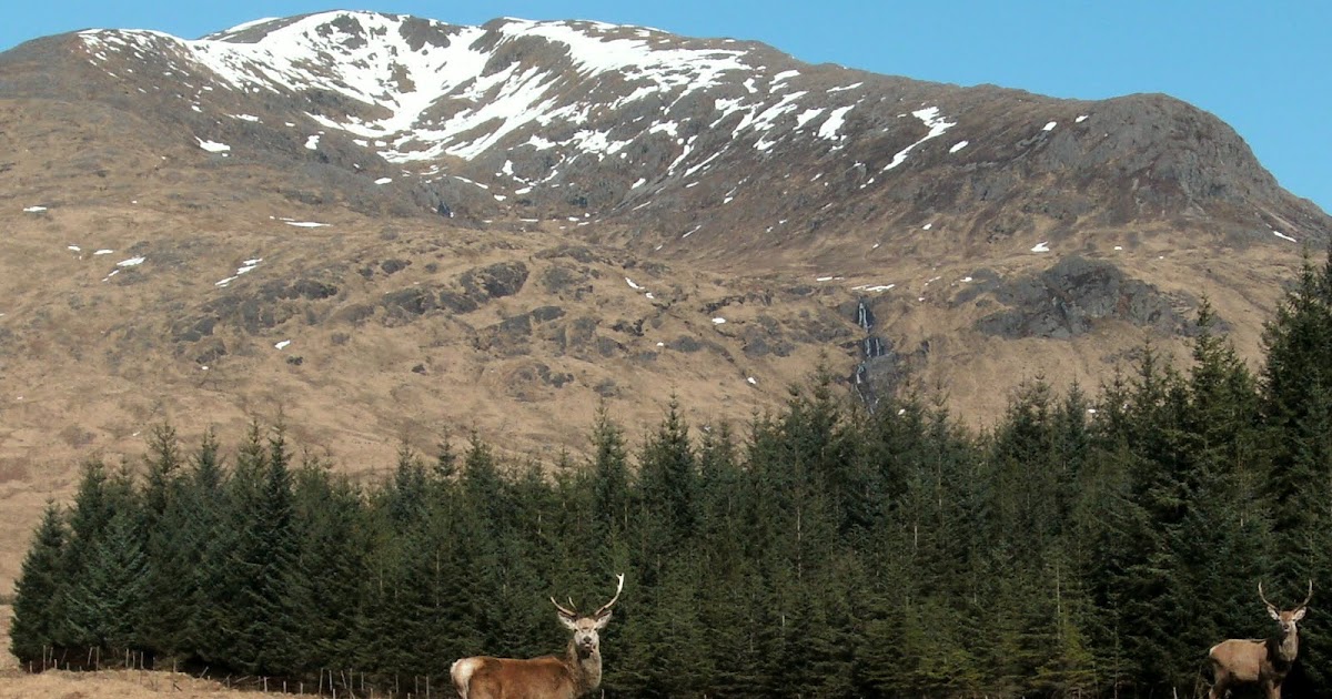 Tour Scotland: Tour Scotland Photograph Of Red Deer Stags Below Stob ...