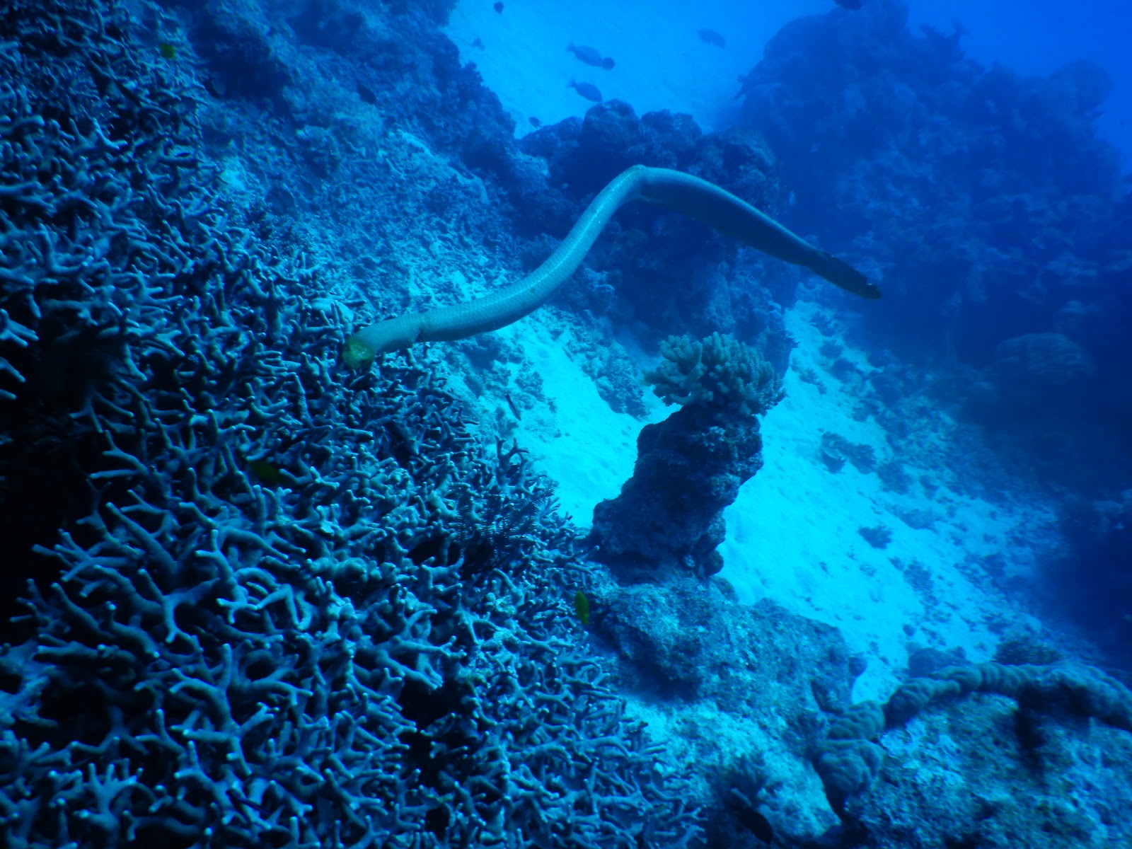 Australia- Great Barrier Reef- Flynn Reef