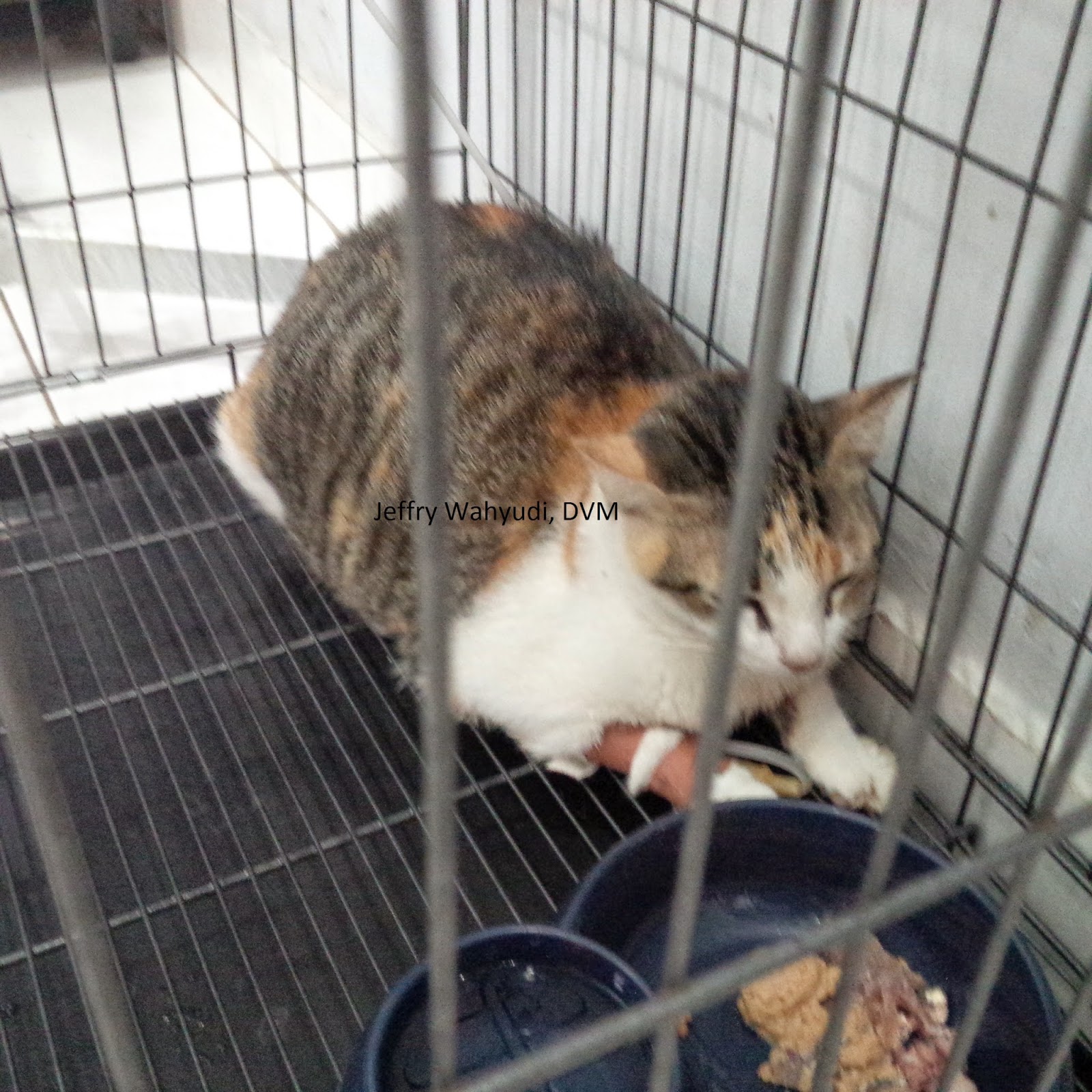 PAWS &CLAWS VET CLINIC: Megacolon in cats