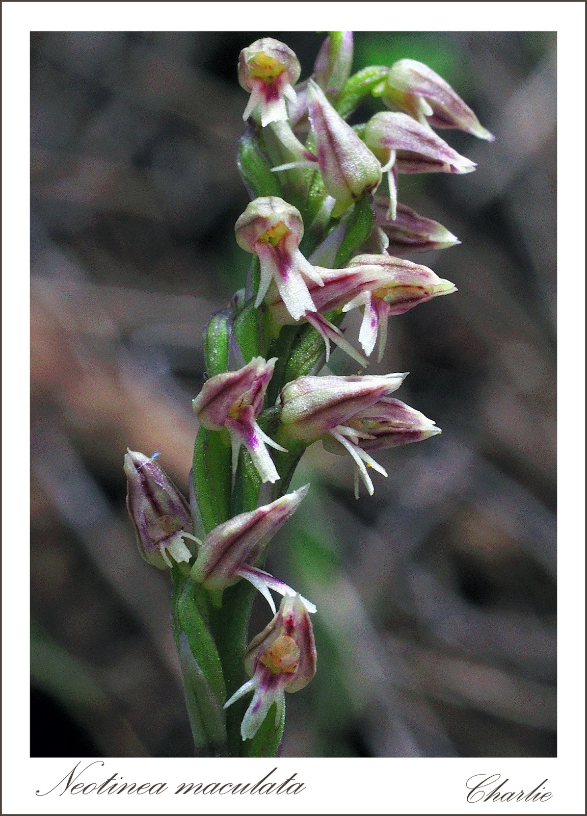 BUSCANDO ORQUIDEAS SILVESTRES: NEOTINEA MACULATA la orquidea mas pequeña