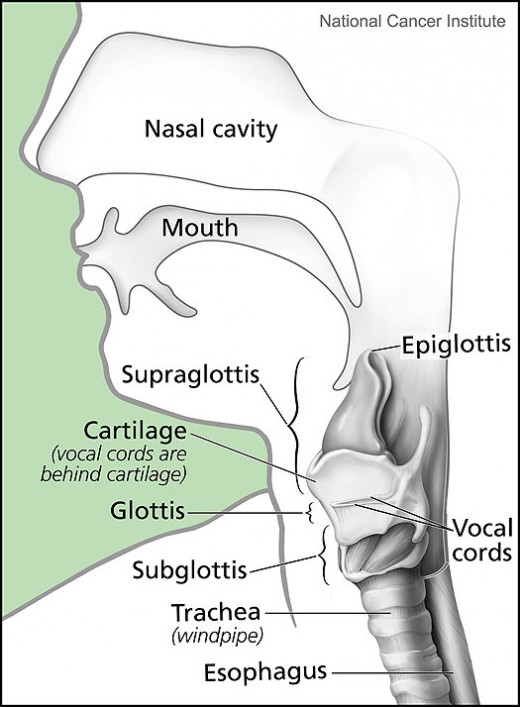 The Vocal Mechanism, Part I
