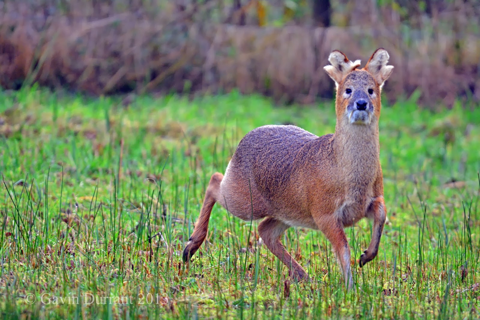 WAVENEY WANDERINGS: CHINESE WATER DEER SURPRISE