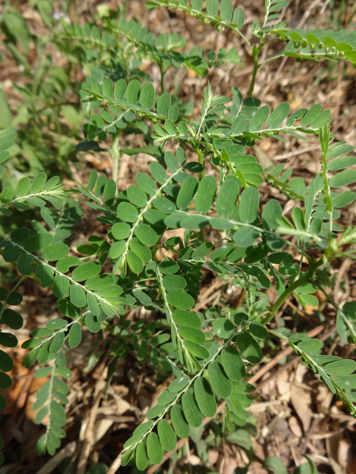 Herbs from Distant Lands: Phyllanthus niruri - Stonebreaker, Chanca ...