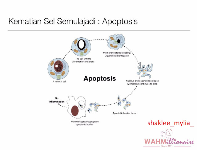 Pengedar Shaklee Cameron Highlands: Info Mengenai Sel