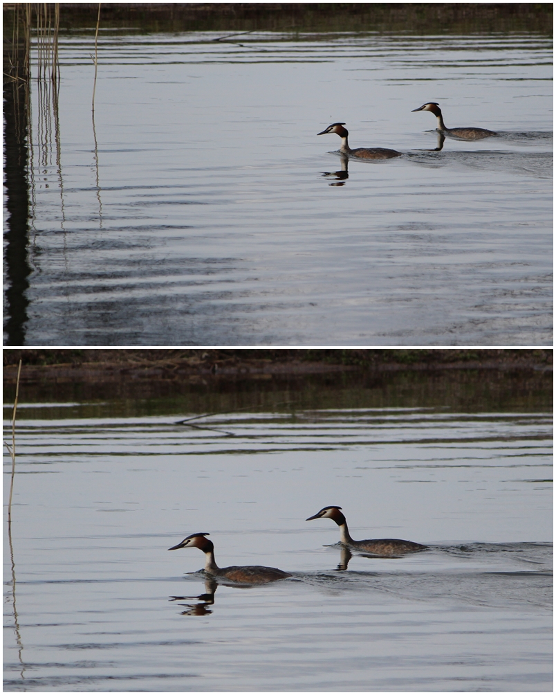Jälleen lintuja kuvaamassa