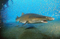 Sharks In Greece: Species Of Sharks In Greece