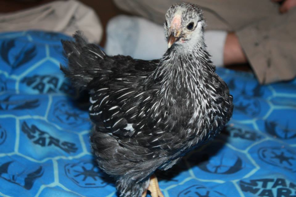 Breed Spotlight: Silver-Laced Wyandotte