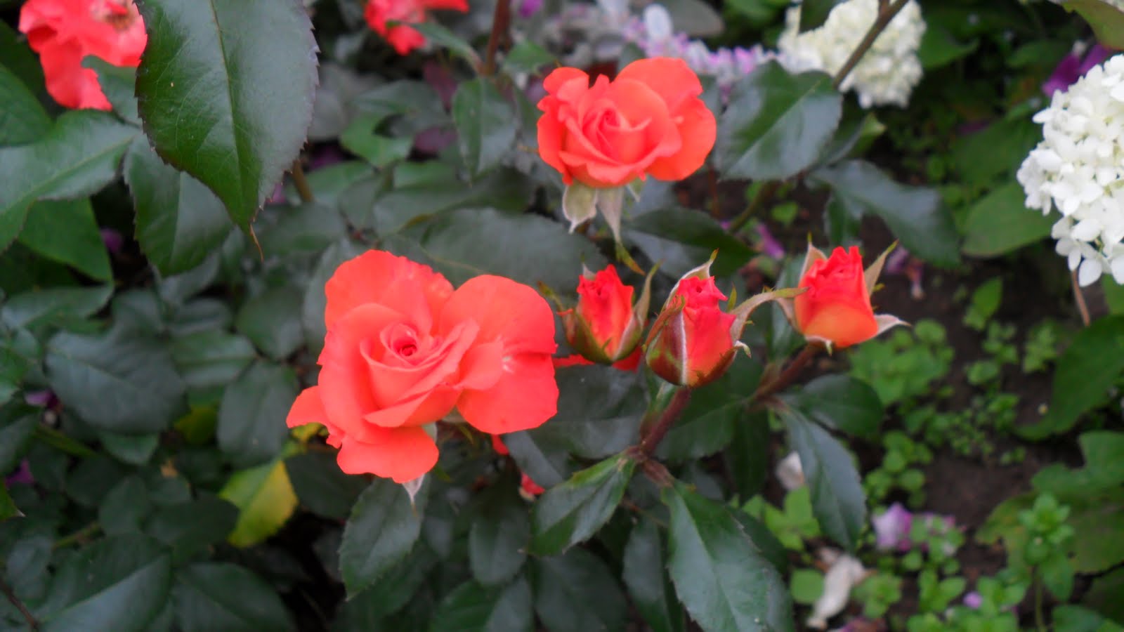 Koduaiake: 100 Roosi