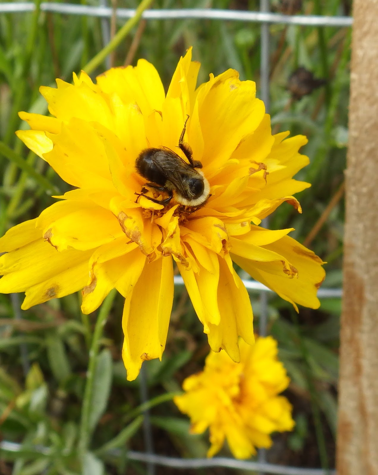 Victory Gardens for Bees: The Plot: A Creative Community Garden in Newton