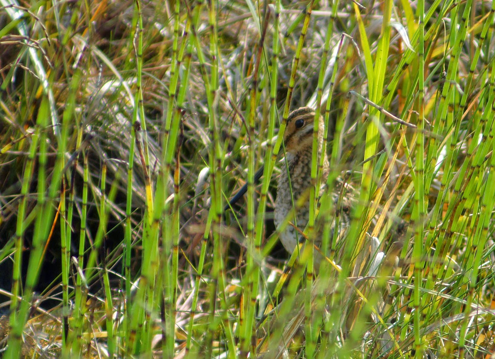 Lake County Naturalist: The (Mythical?) Snipe