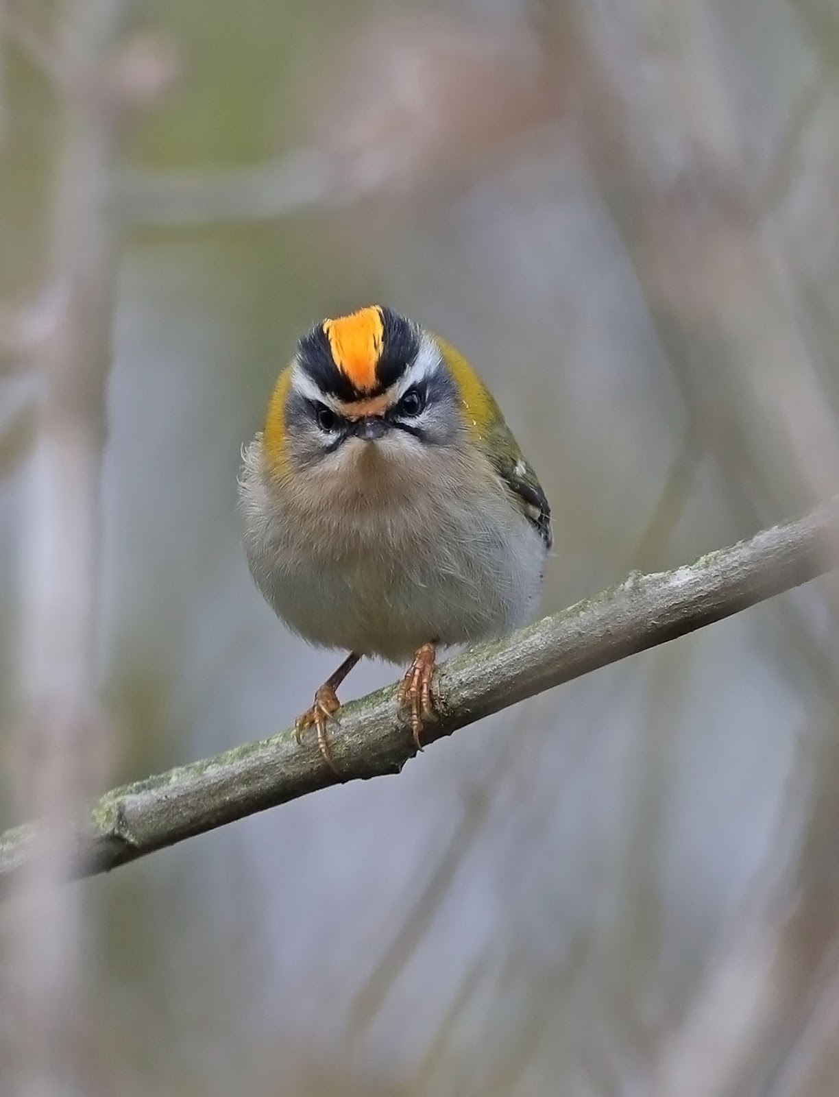 PLODDINGBIRDER: Firecrest!