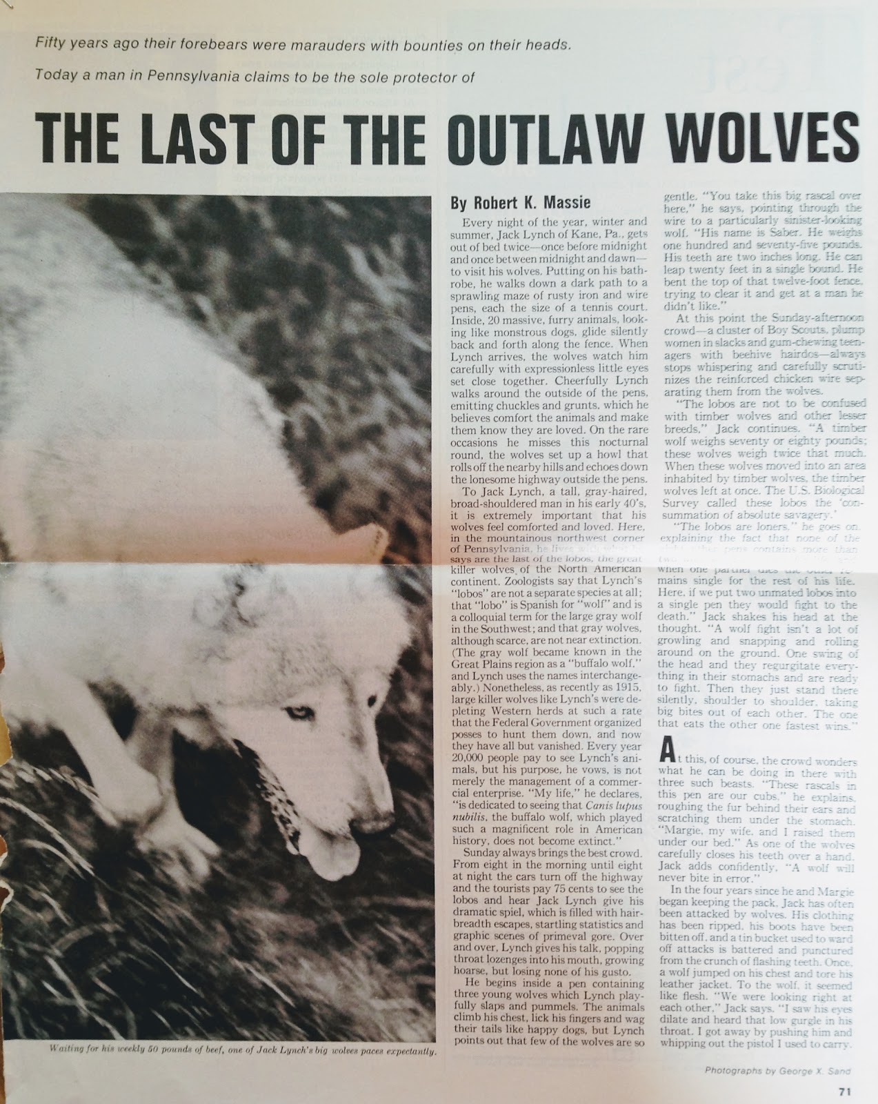 The Literate Quilter: American Wolf: A True Story of Survival and ...