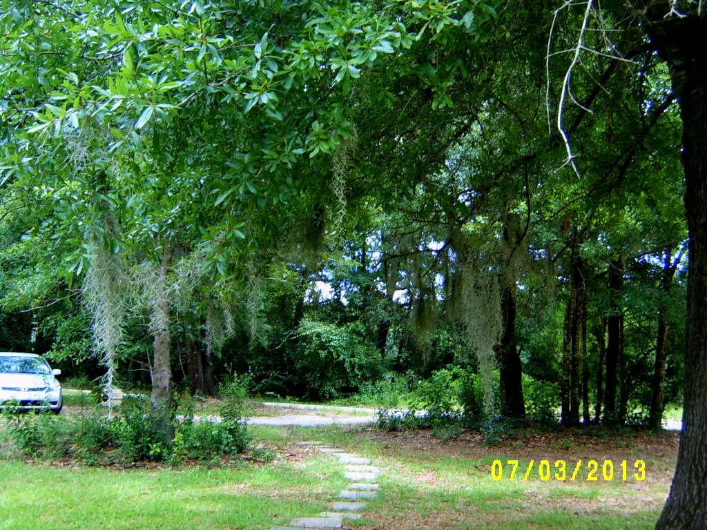 Alabama Rose and Flower Garden from a Non-Green Thumb: Spanish Moss ...