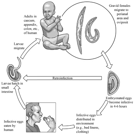 Lecture Notes in Medical Technology: Lecture #2: THE INTESTINAL NEMATODES