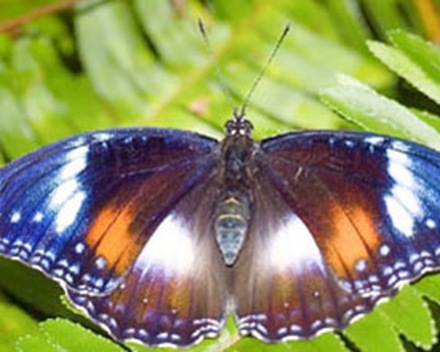 Tipos de mariposas - Imagui