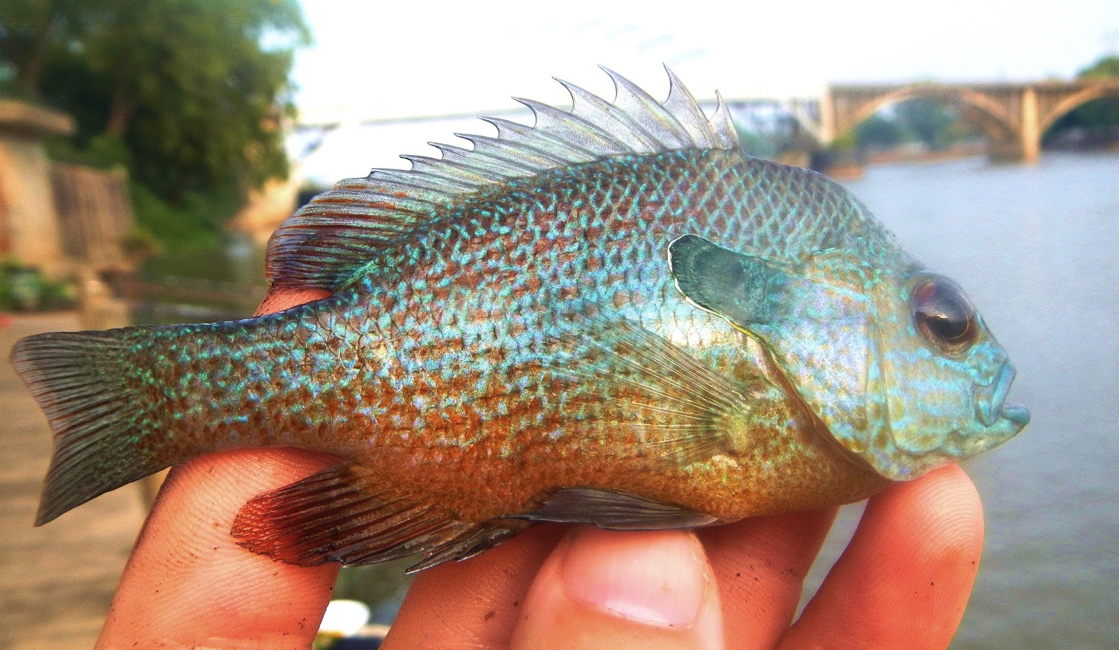 Bryanlikestofish: Bunch of Tinies and a Biggie.... Almost