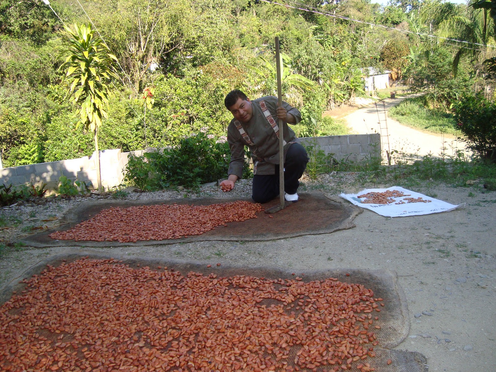 Gleuri: Secado de cacao al sol