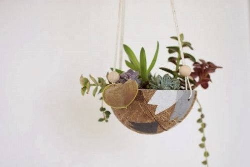 DIY Lovely Coconut Shell Planter For Home And Office | DIY Projects List