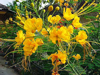 TAMAN SWARGALOKA: BUNGA MERAK