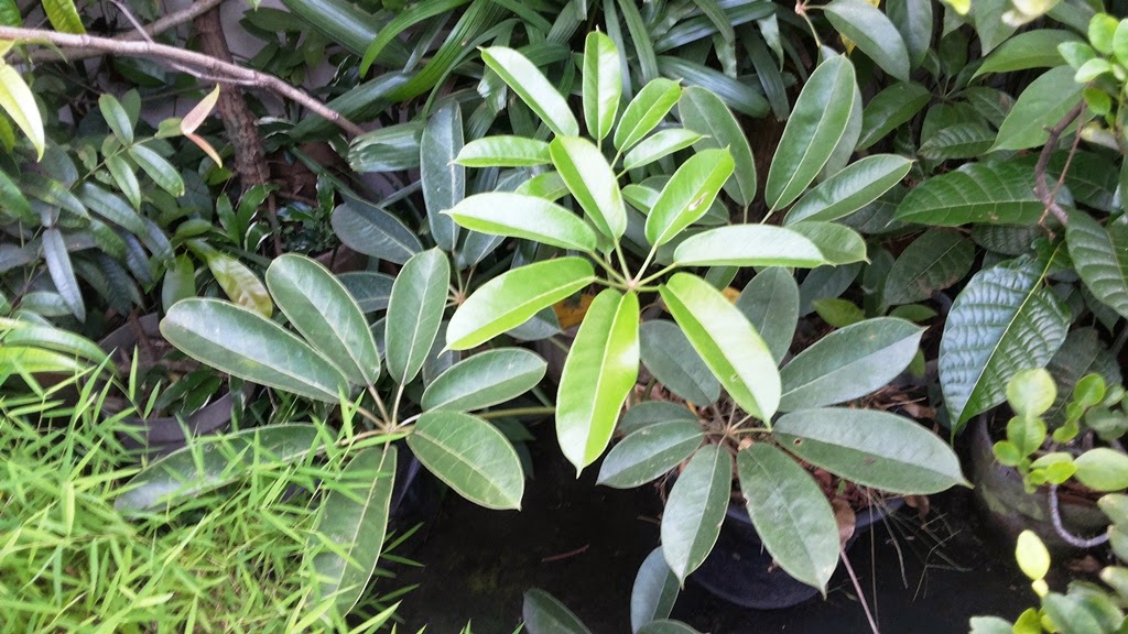 OUR PHILIPPINE TREES: September 2014