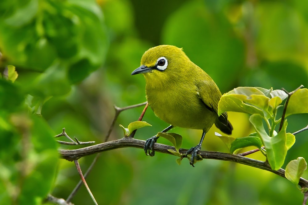 Jenis-Jenis Burung Pleci yang ada di Indonesia
