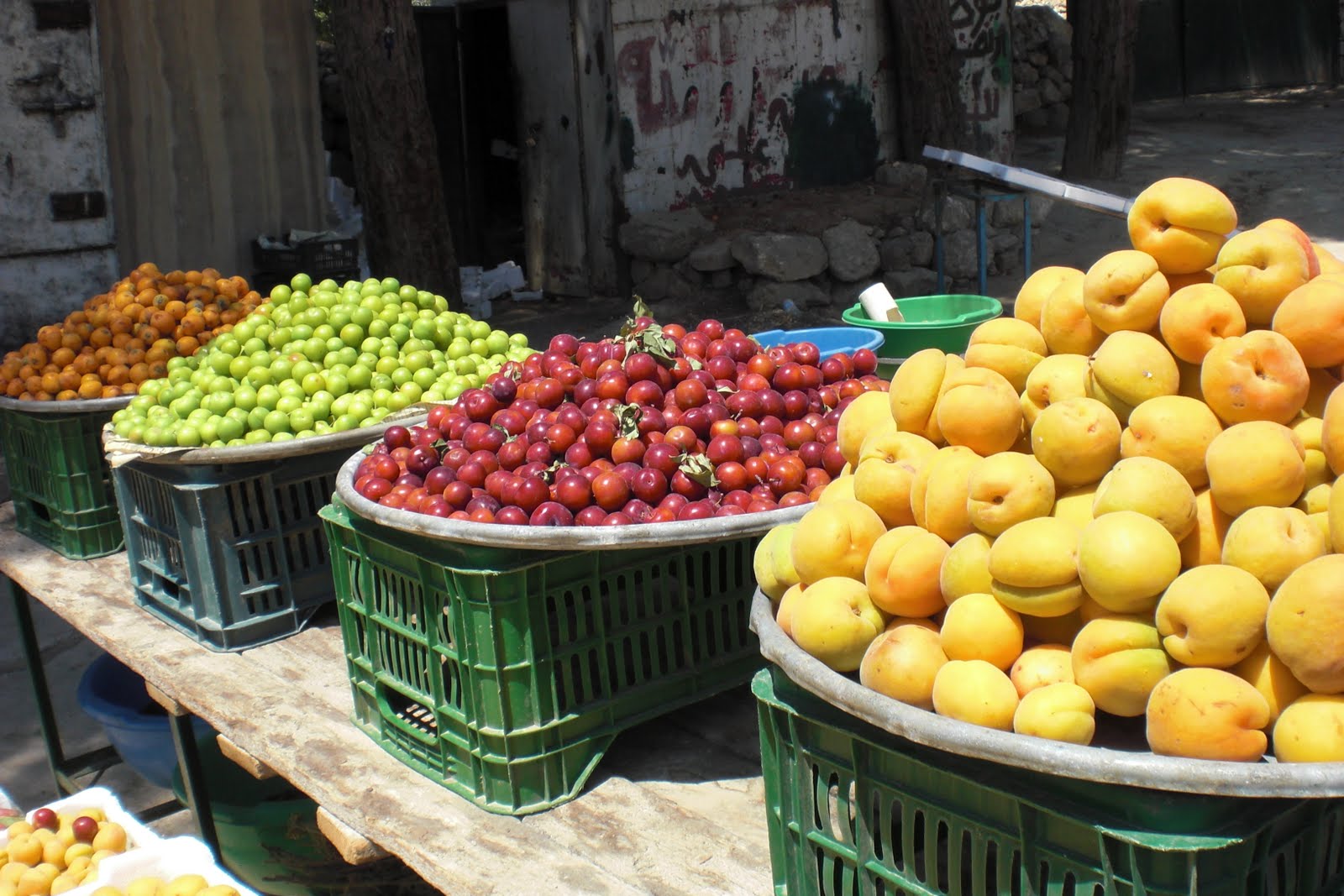 Petra Nights Tours Jordan: Ajloun Forest Reserve Jordan