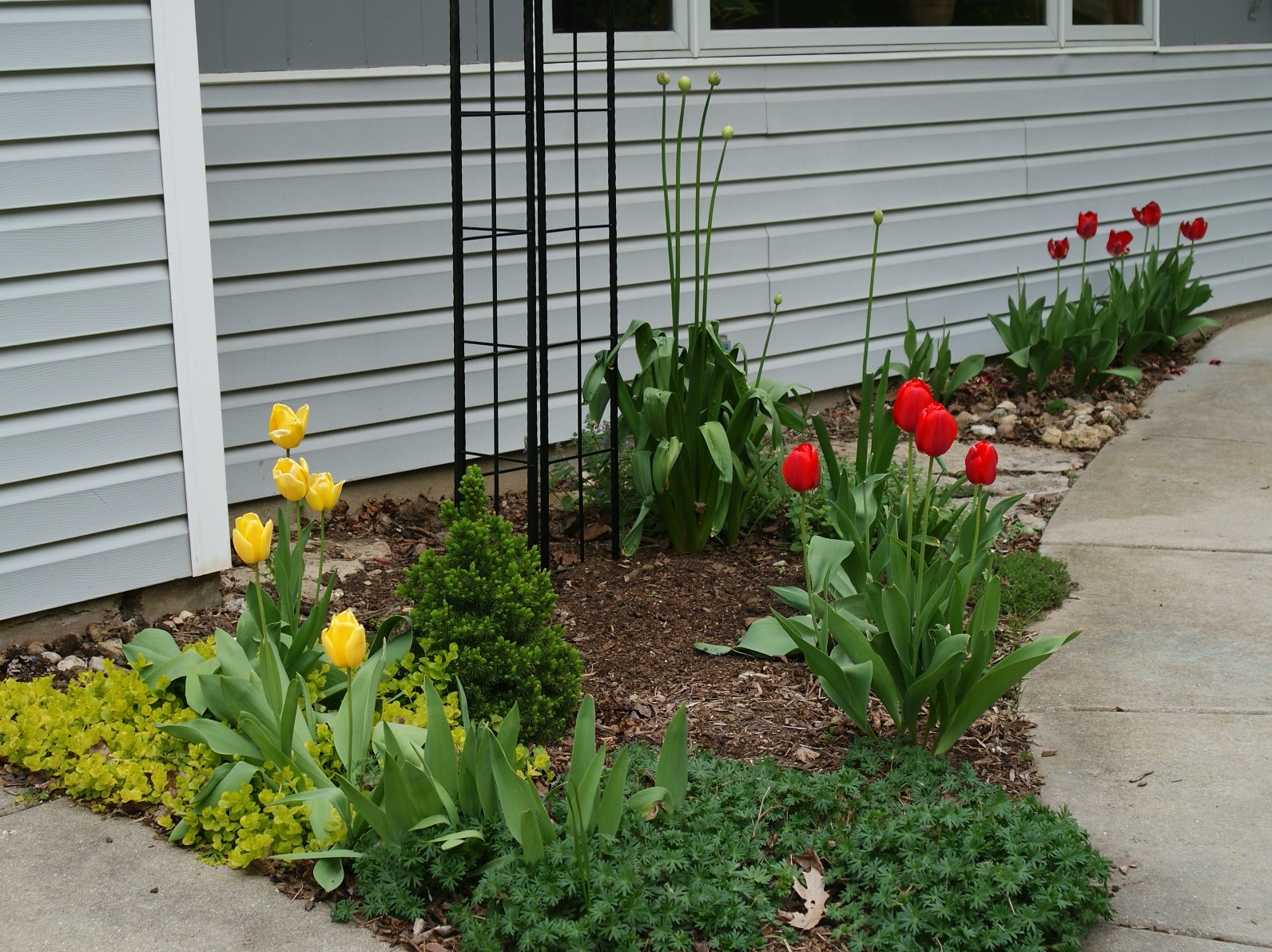 Visit My Garden: Tulips