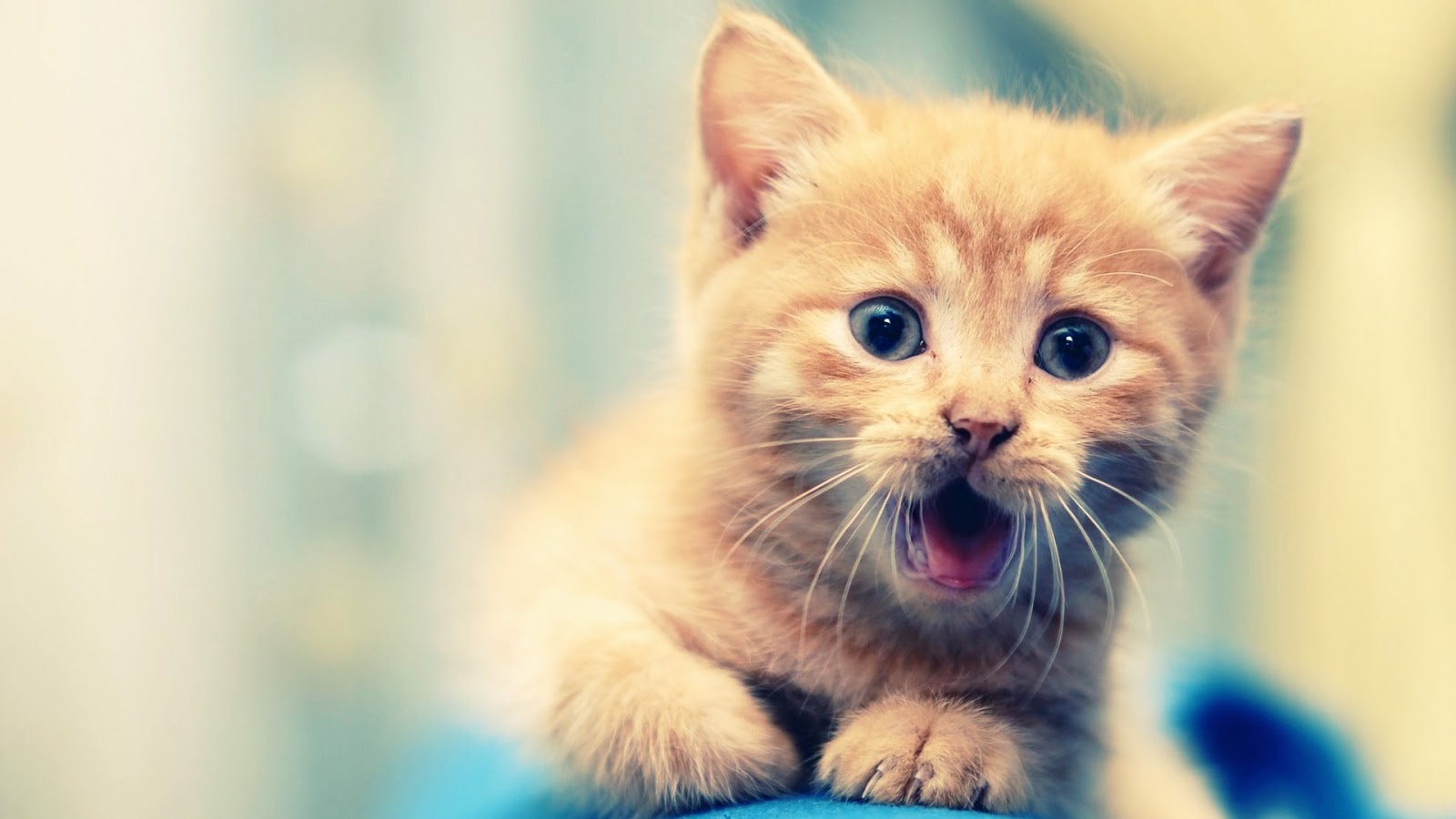 Papel de Parede Gatos Wallpapers 1920×1080 (Coleção Pack 1)