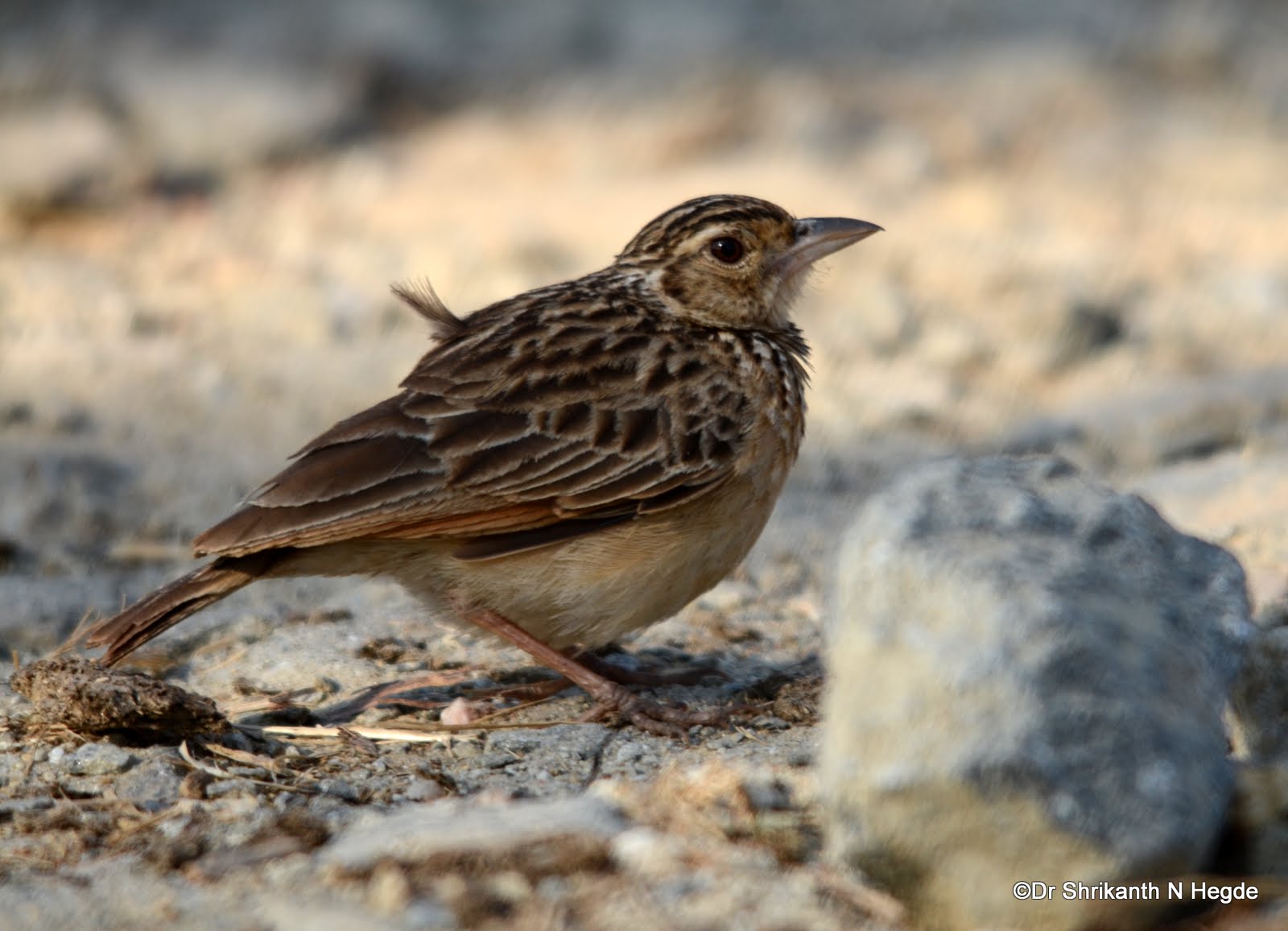 Dr.Shrikanth Hegde's Photography