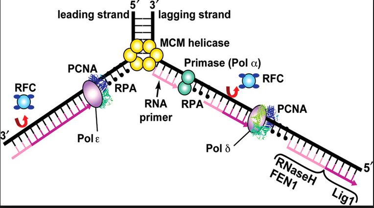 Fragmentation of DNA molecule |Genetic Engineering Info