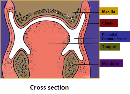 Concept of Neutral Zone ~ Dentistry and Medicine