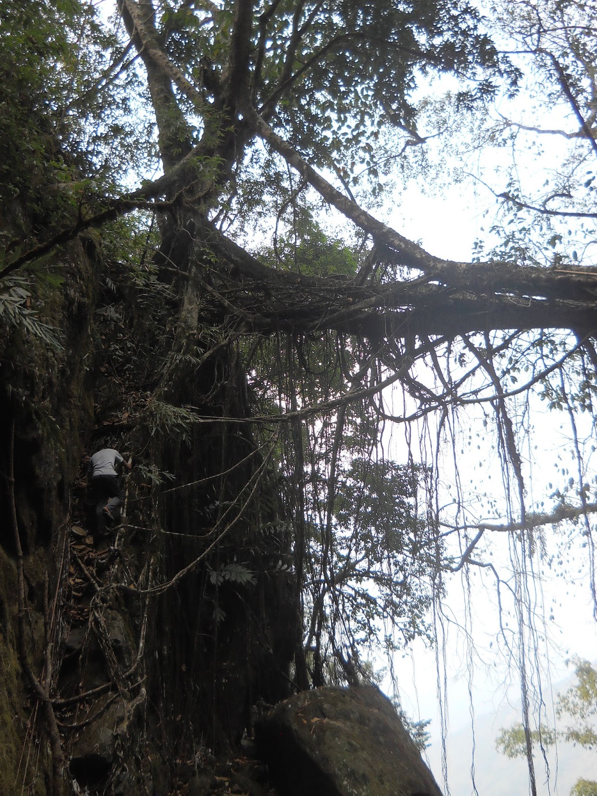 evenfewergoats: The Undiscovered Living Root Bridges of Meghalaya Part ...