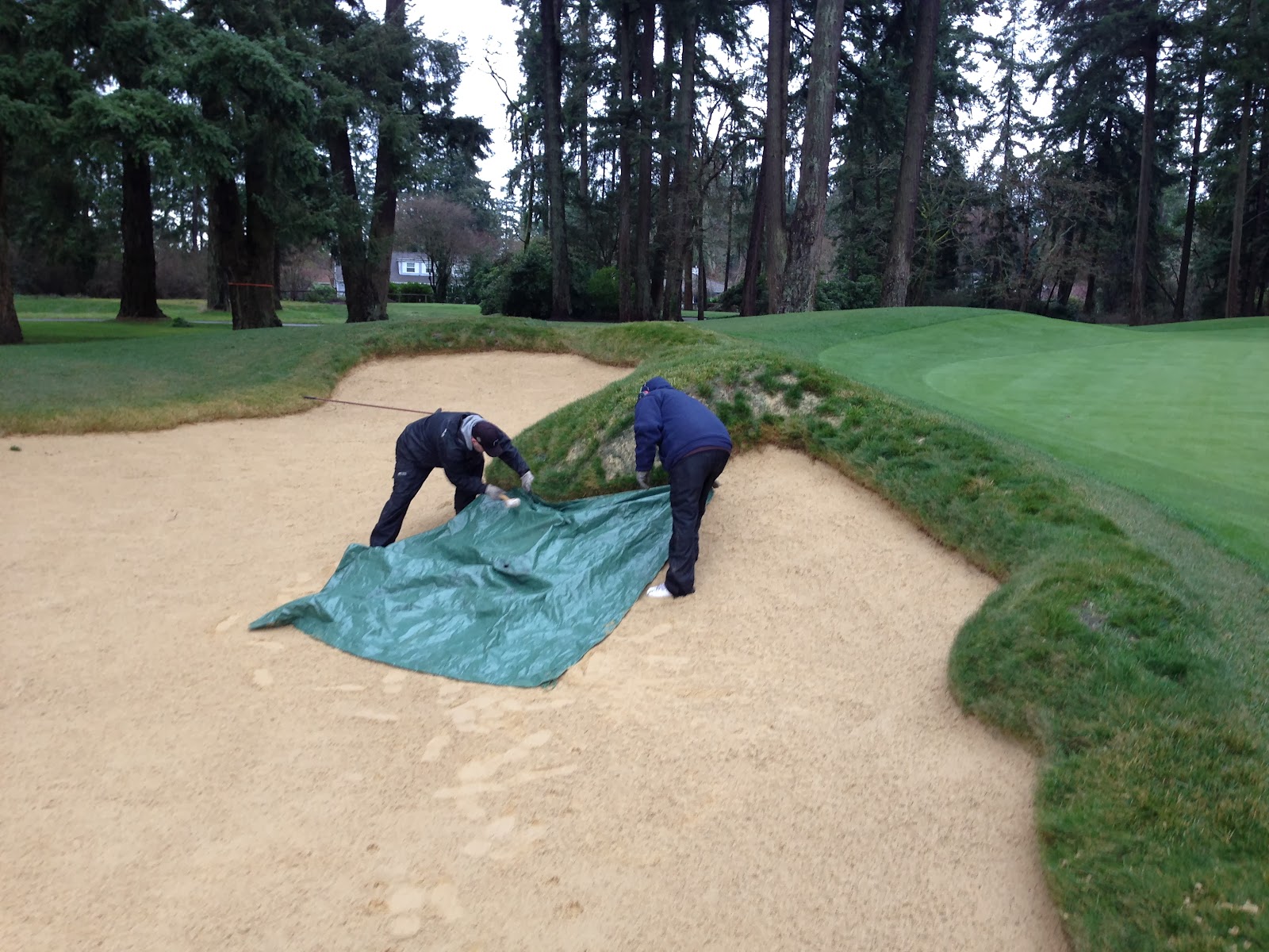 TacomaTurf: Fescue Rescue
